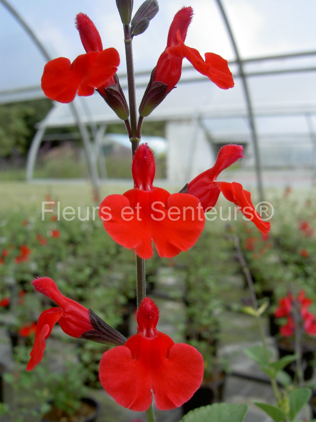 salvia microphylla Red Velvet - collection nationale - Fleurs et Senteurs