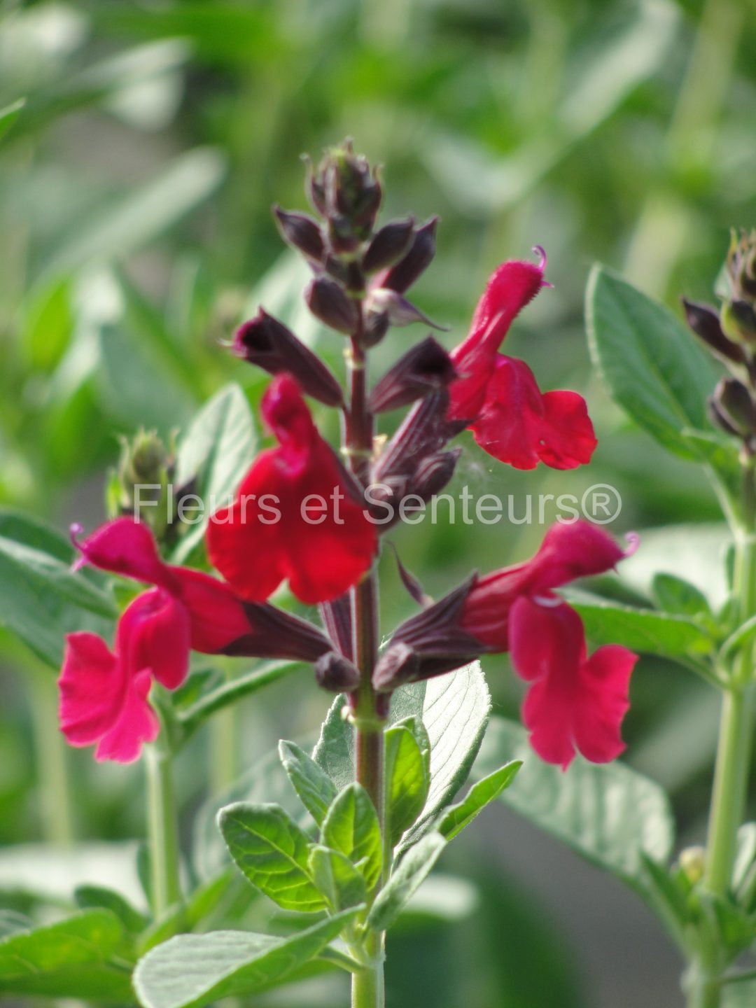 salvia microphylla Sylas Dyson - collection nationale - Fleurs et Senteurs