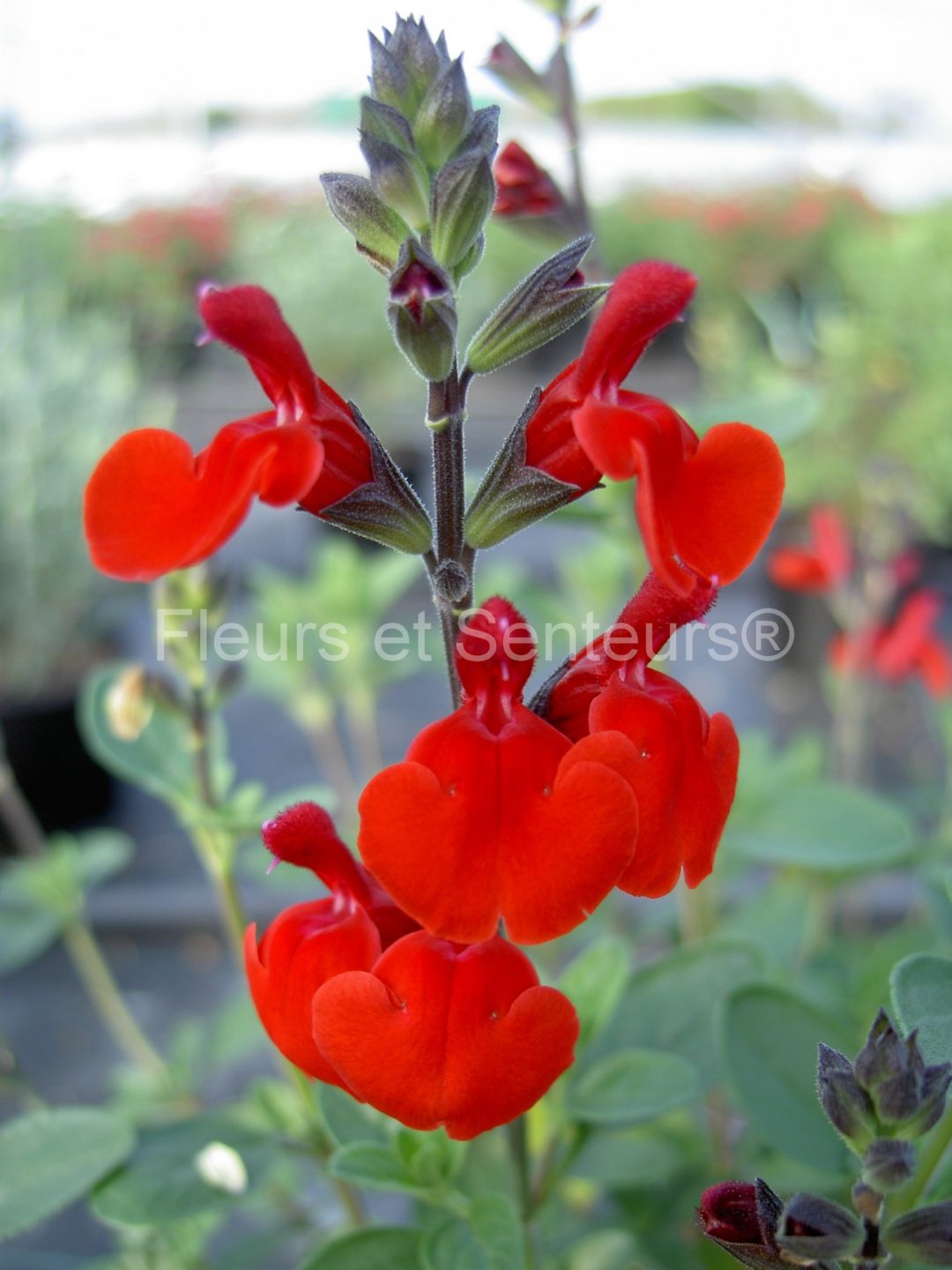 salvia royal bumble - collection nationale - Fleurs et Senteurs