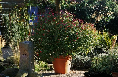 La culture des sauges en pot, par Fleurs et Senteurs