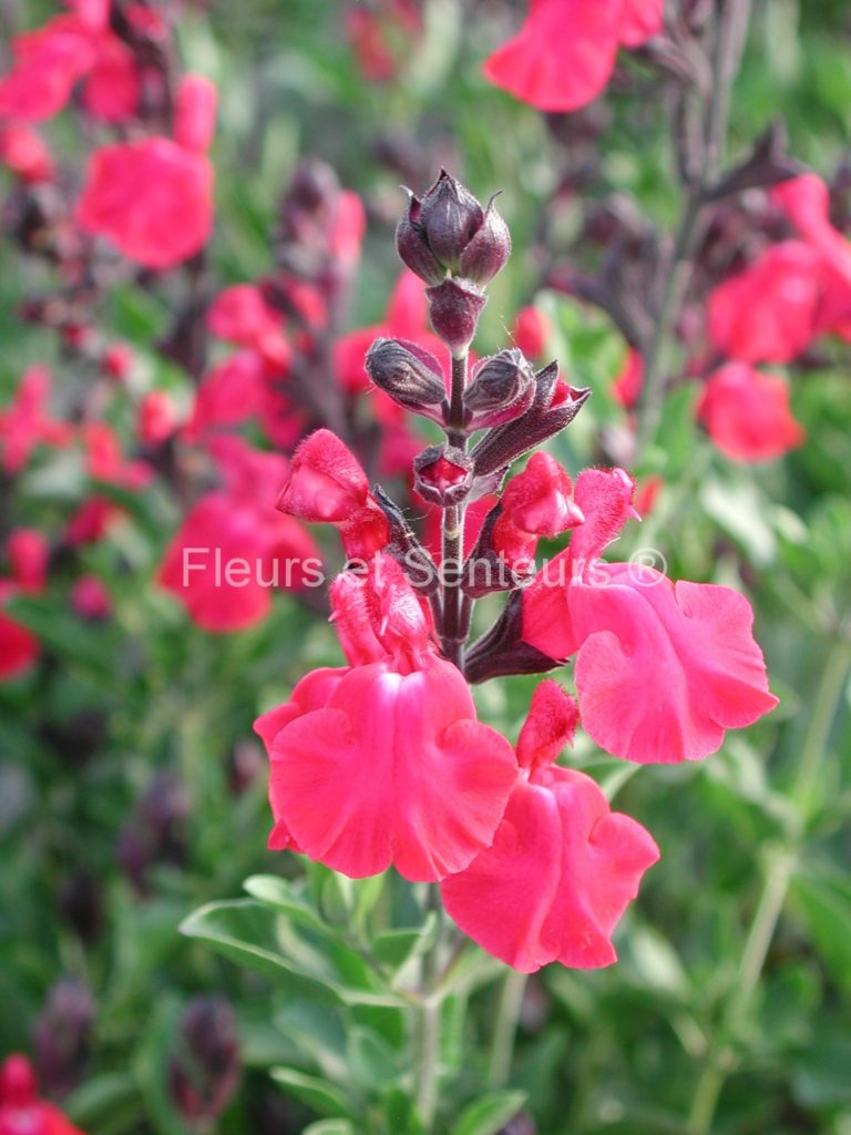 salvia cavalieri d'alto - collection nationale - Fleurs et Senteurs