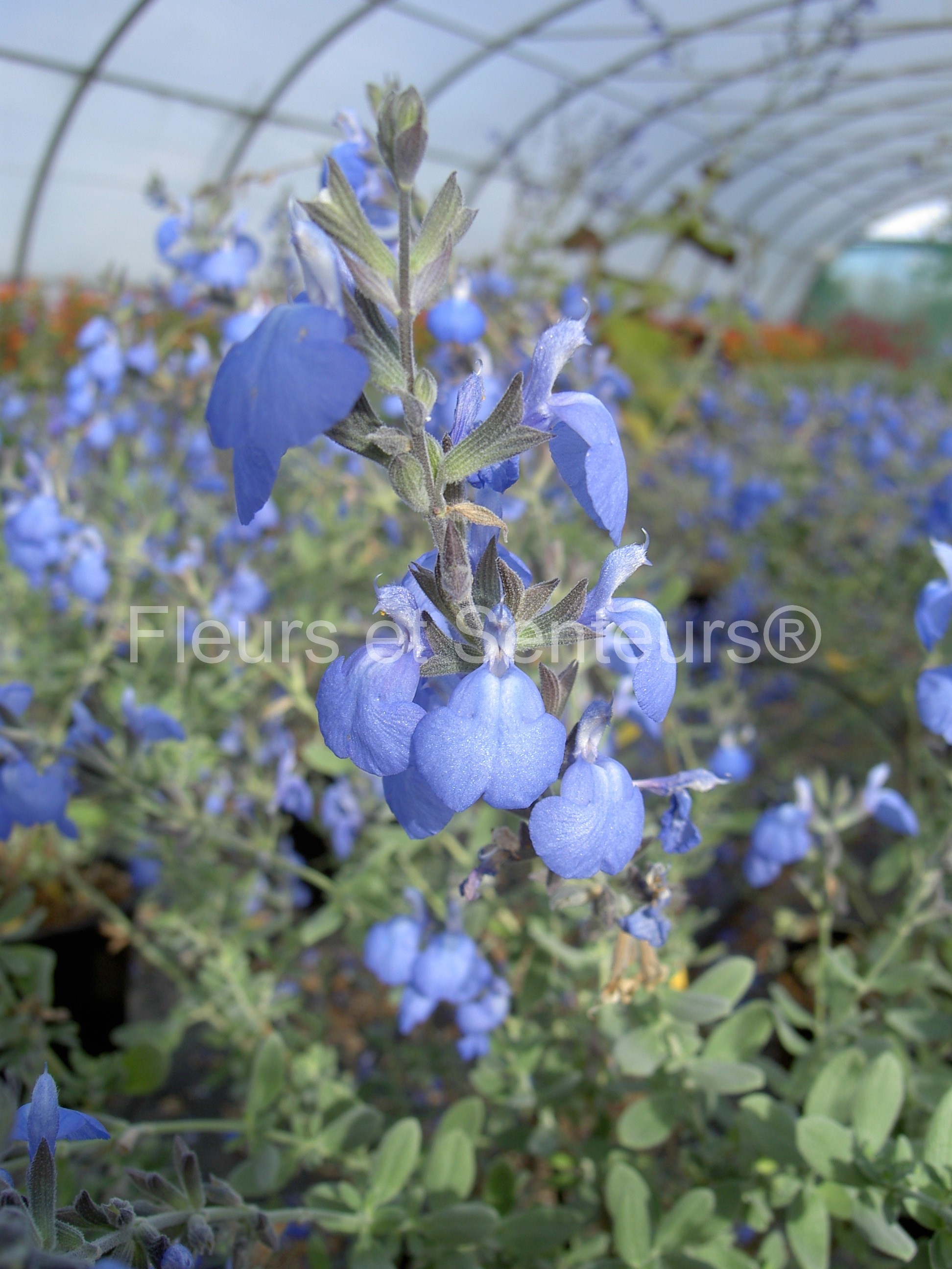 13 Unique Tailler La Sauge Arbustive - His Barn