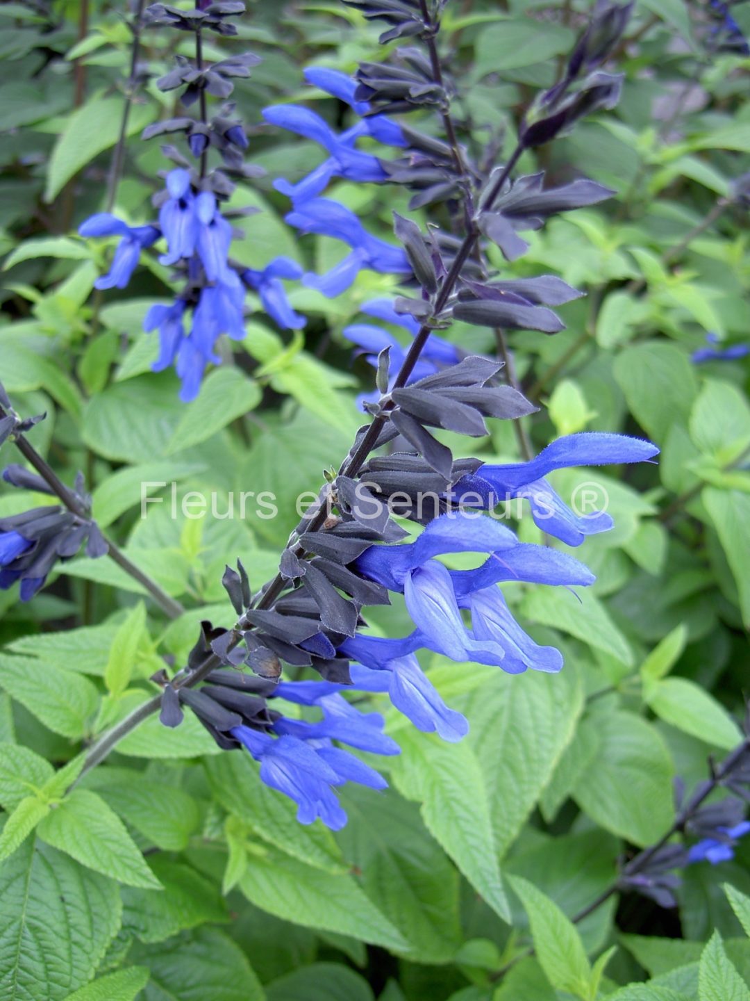 salvia guaranitica black'n blue - collection nationale - Fleurs et Senteurs