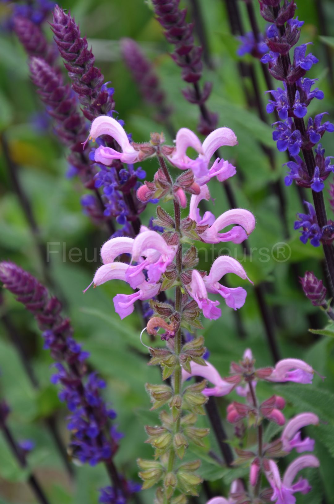 salvia pratensis Rhapsody Rose - collection nationale - Fleurs et Senteurs