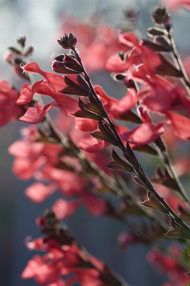 La culture des sauges en pot, par Fleurs et Senteurs