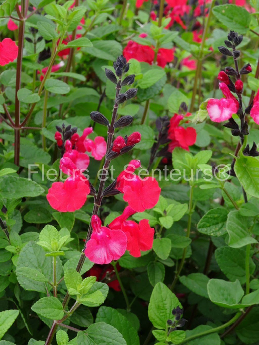 salvia Chaperon Rouge - collection nationale - Fleurs et Senteurs