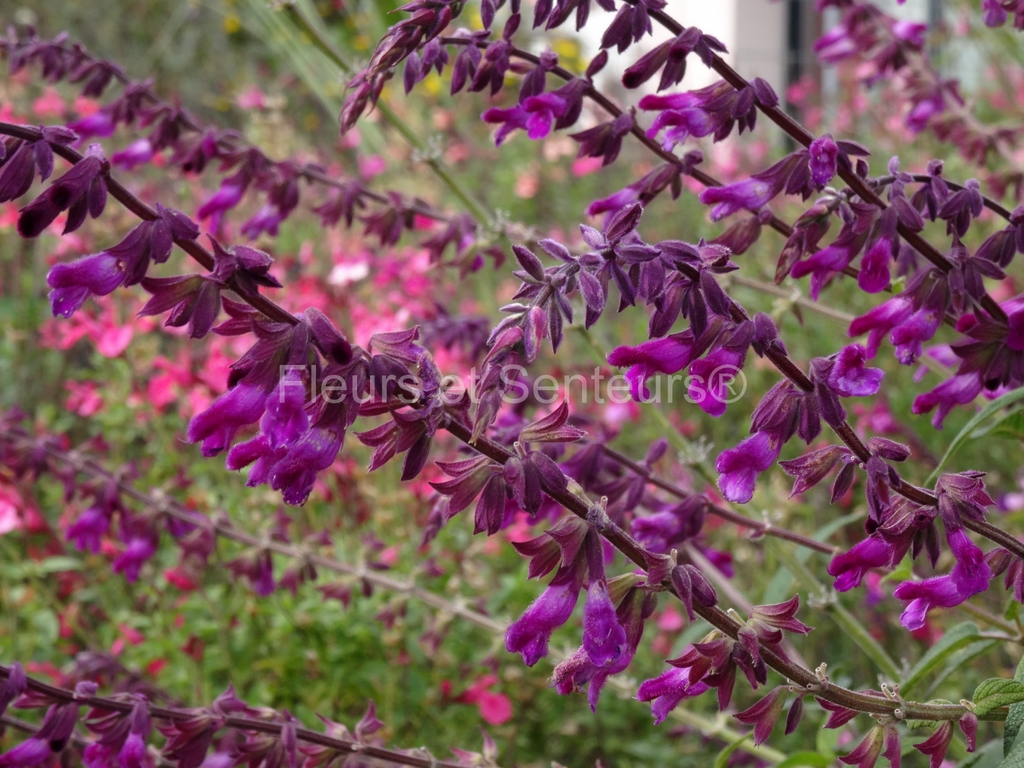salvia Magenta Magic - collection nationale - Fleurs et Senteurs