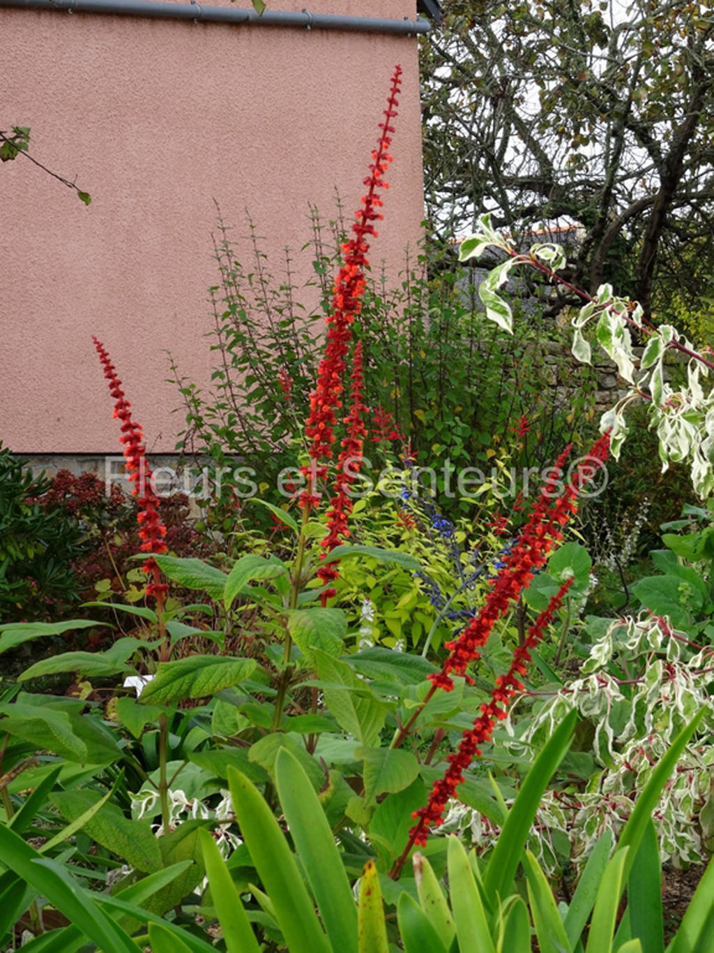 salvia confertiflora - collection nationale - Fleurs et Senteurs