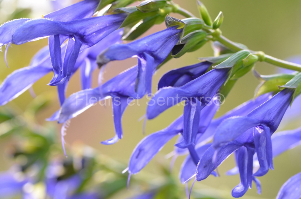 salvia guaranitica Blue Enigma - collection nationale - Fleurs et Senteurs