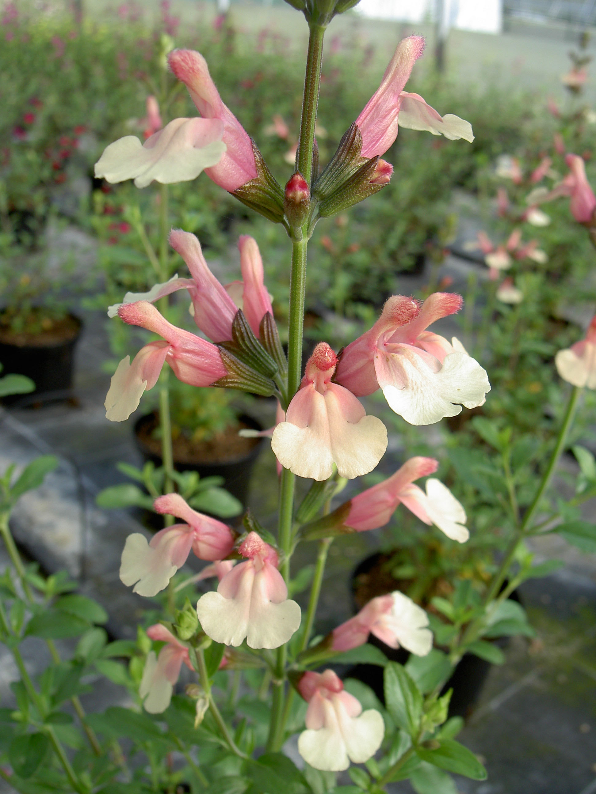 salvia x jamensis Sierra San Antonio, col. nationale, Fleurs et Senteurs