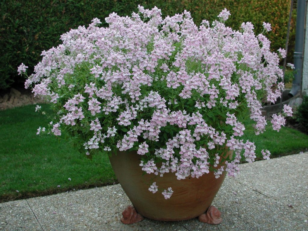 Sauges: Collection Nationale - Pépinière Fleurs et Senteurs,