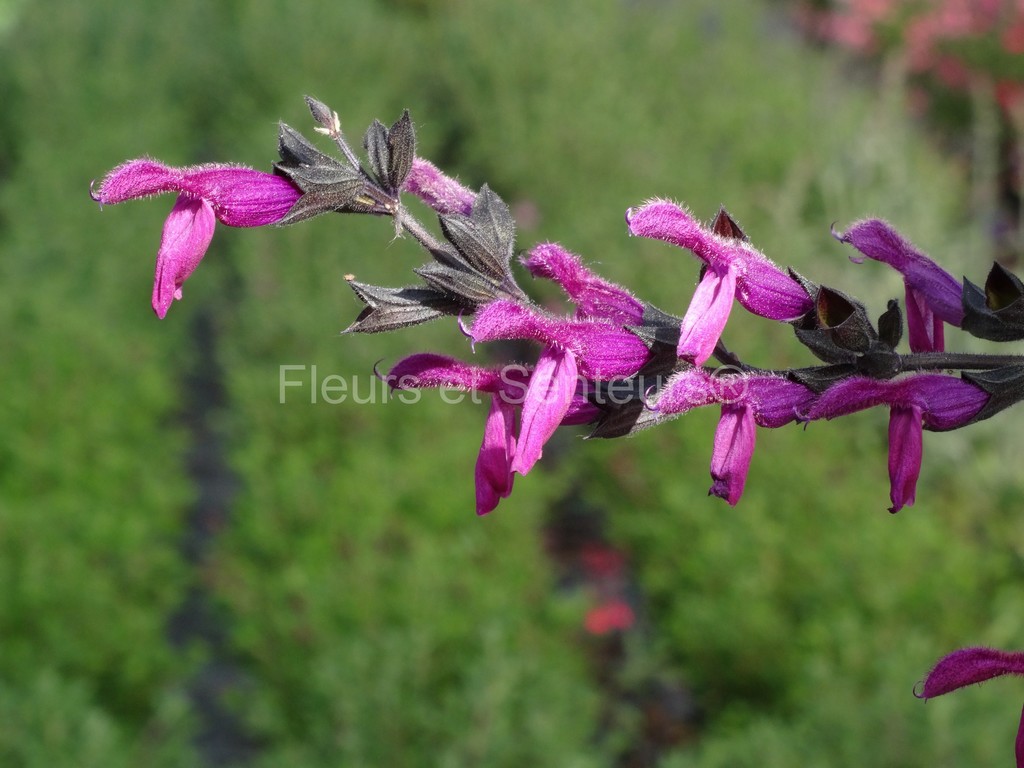 salvia Raspberry Truffle - collection nationale - Fleurs et Senteurs