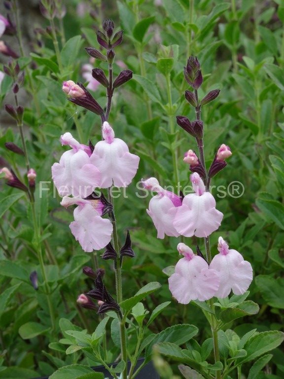 salvia Valérie - collection nationale - obtention Fleurs et Senteurs