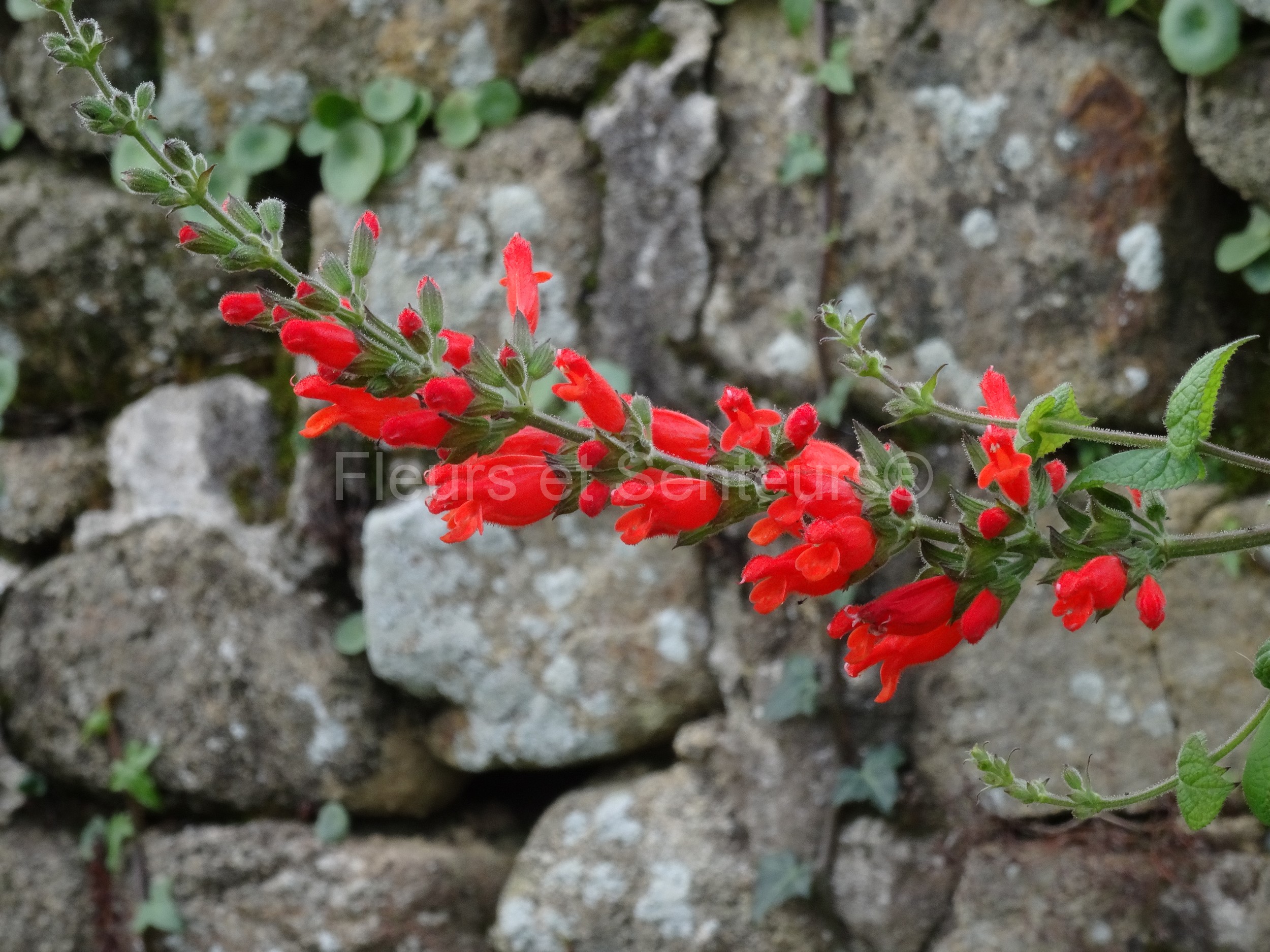 salvia adenophora - collection nationale - Fleurs et Senteurs