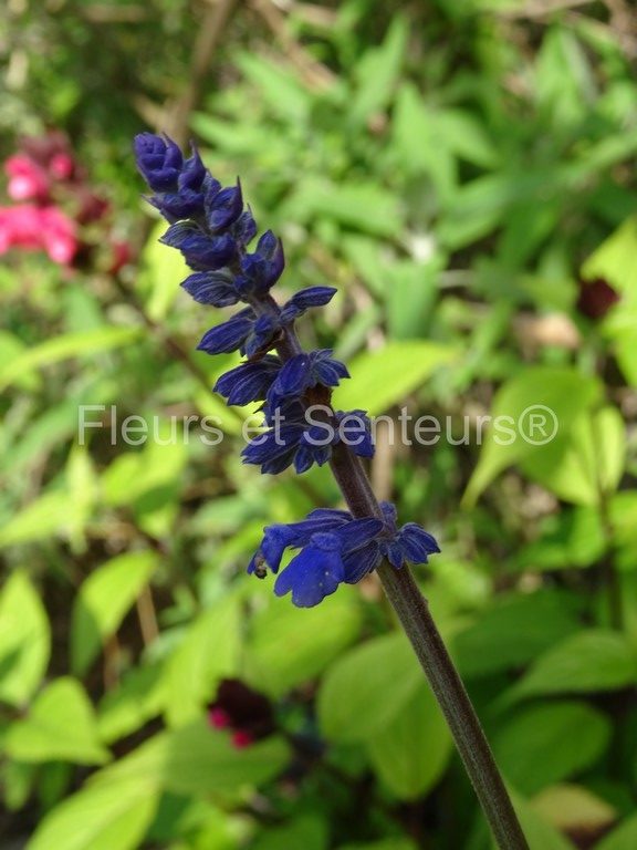 salvia agnes, belle sauge arbustive, Fleurs et Senteurs
