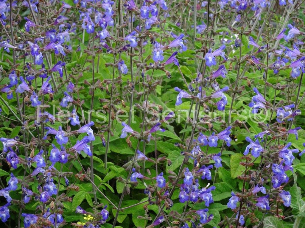 salvia interrupta - collection nationale - Fleurs et Senteurs