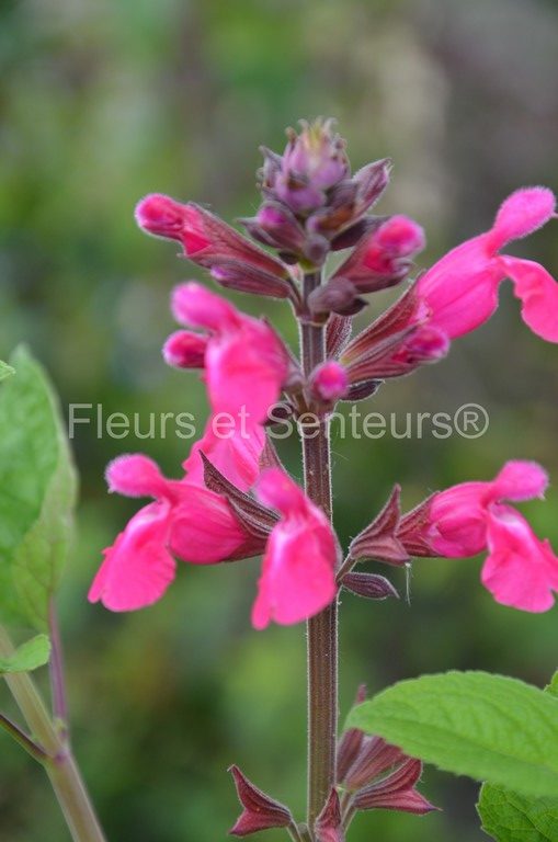 salvia involucrata Joan, sauge arbustive, Fleurs et Senteurs