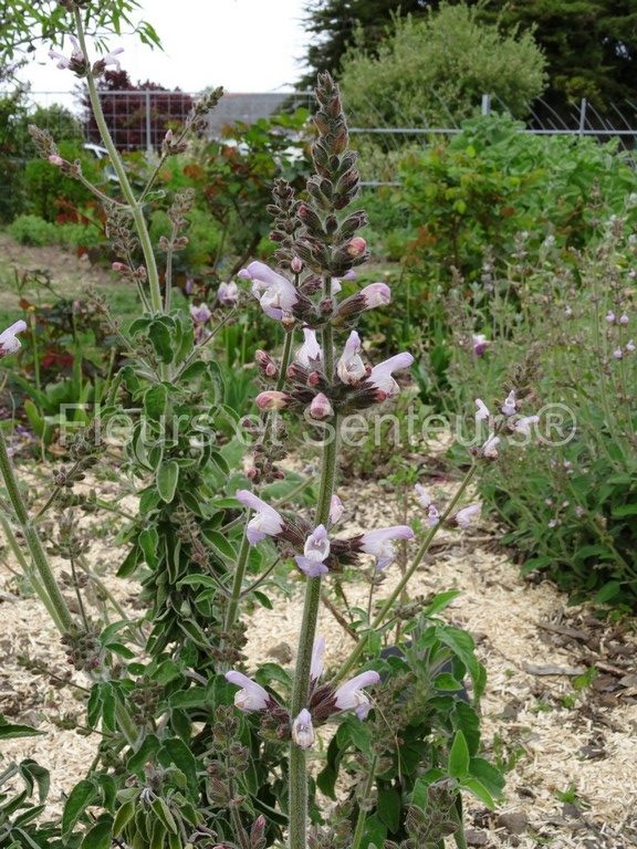 salvia libanotica - collection nationale - Fleurs et Senteurs