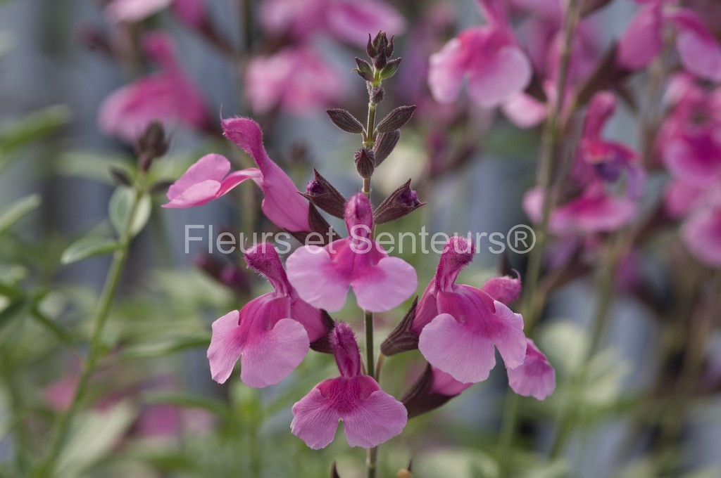 salvia microphylla Icing Sugar - collection nationale - Fleurs et Senteurs