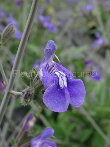 les sauges - collection nationale - Fleurs et Senteurs