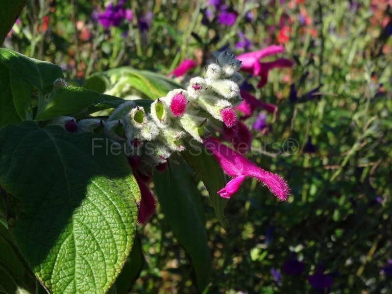 la floraison des sauges, tout un monde de diversité